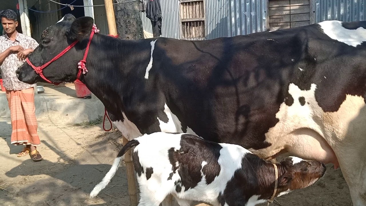 mundi cow farm pabna .. 01971843088 - YouTube