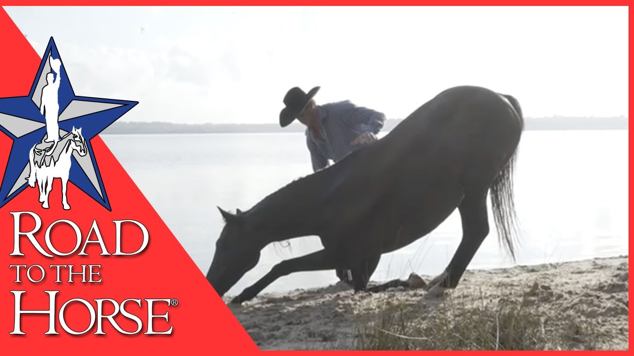 Road to the Horse 2024 Wild Card Competitor Donal Hancock - At Liberty ...