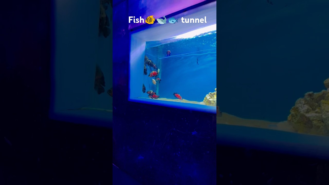 #fun with Fish 🐠🐋🐟 - YouTube