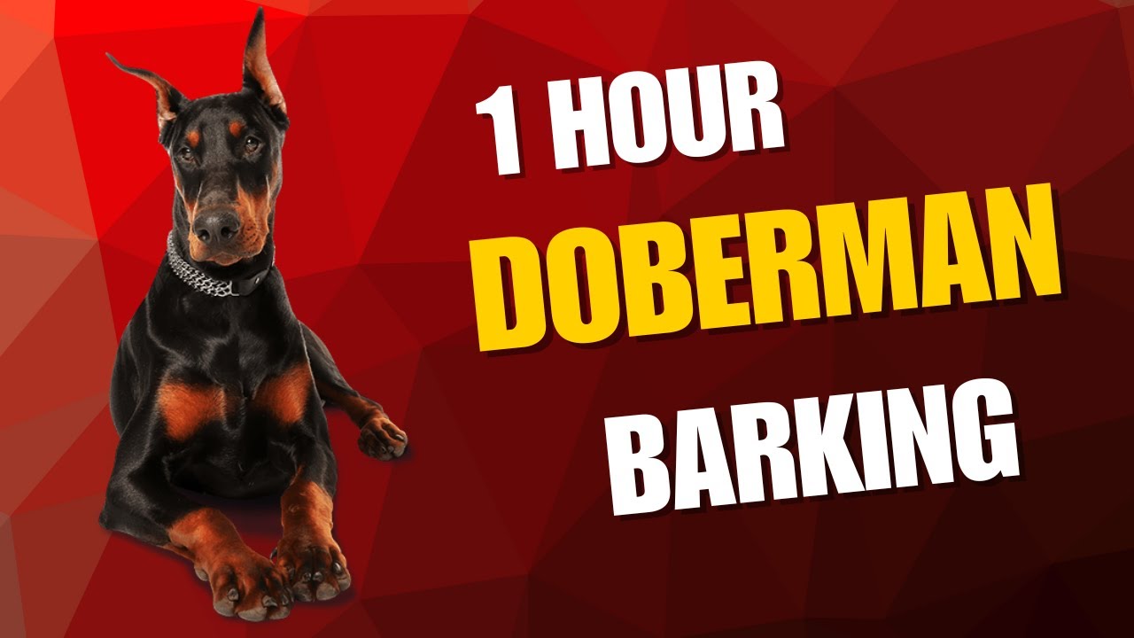 Doberman Barking Noise (1 Hour) | Long Guard Dog Bark Sound Effect ...