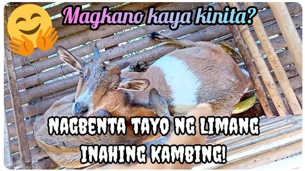 『Nakabenta Tayo ng Limang Inahing Kambing na Native!』〘Magkano kaya ...