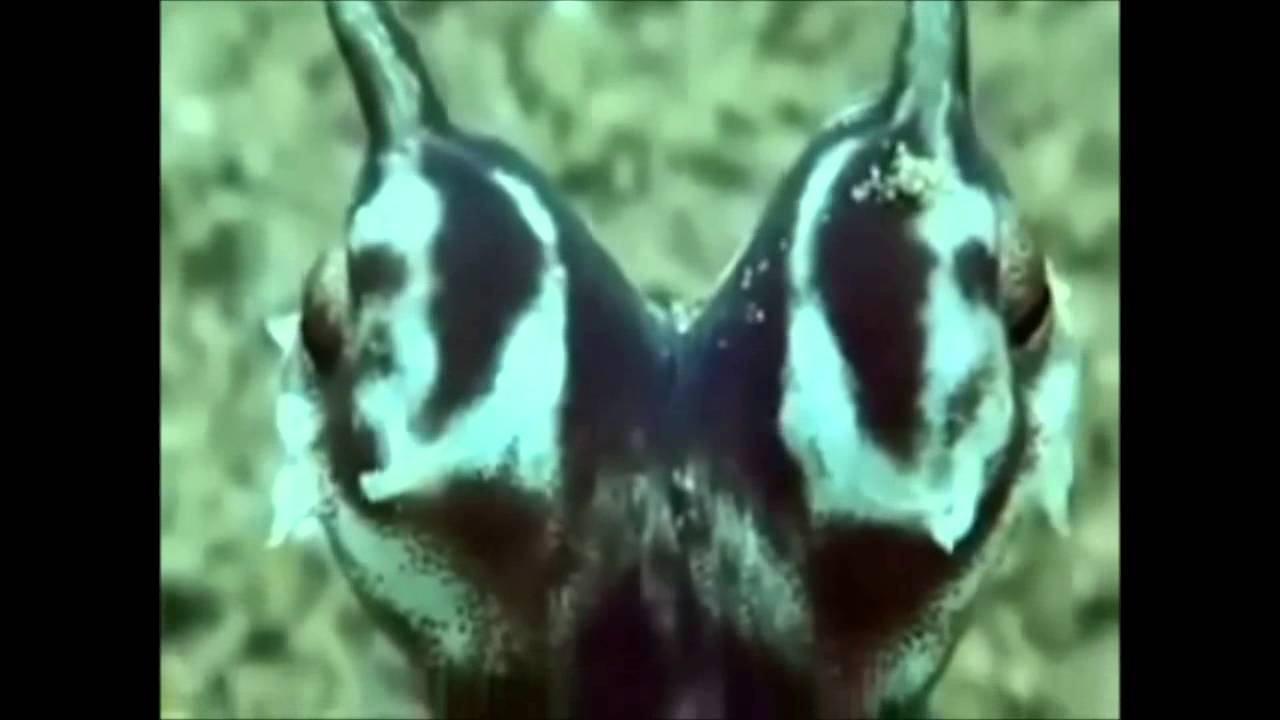 Animales Adaptaciones - YouTube