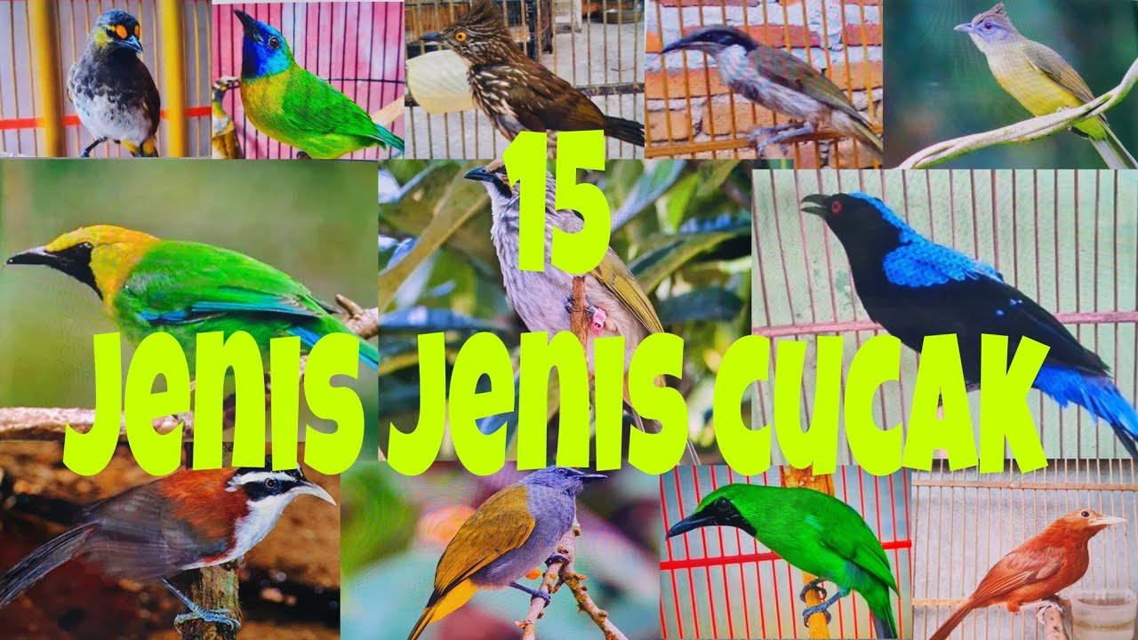 15 jenis jenis burung cucak - YouTube
