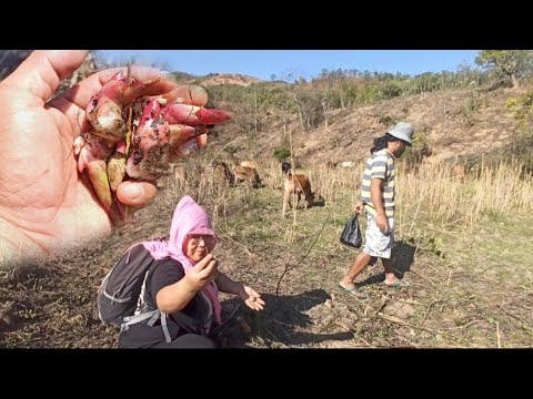 searching and collecting wild vegetables with our friends | loklei and ...