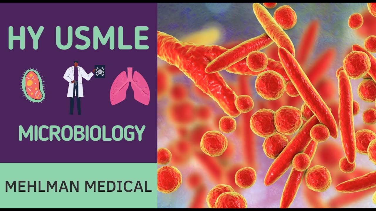 HY USMLE MICROBIOLOGY - #238 - YouTube