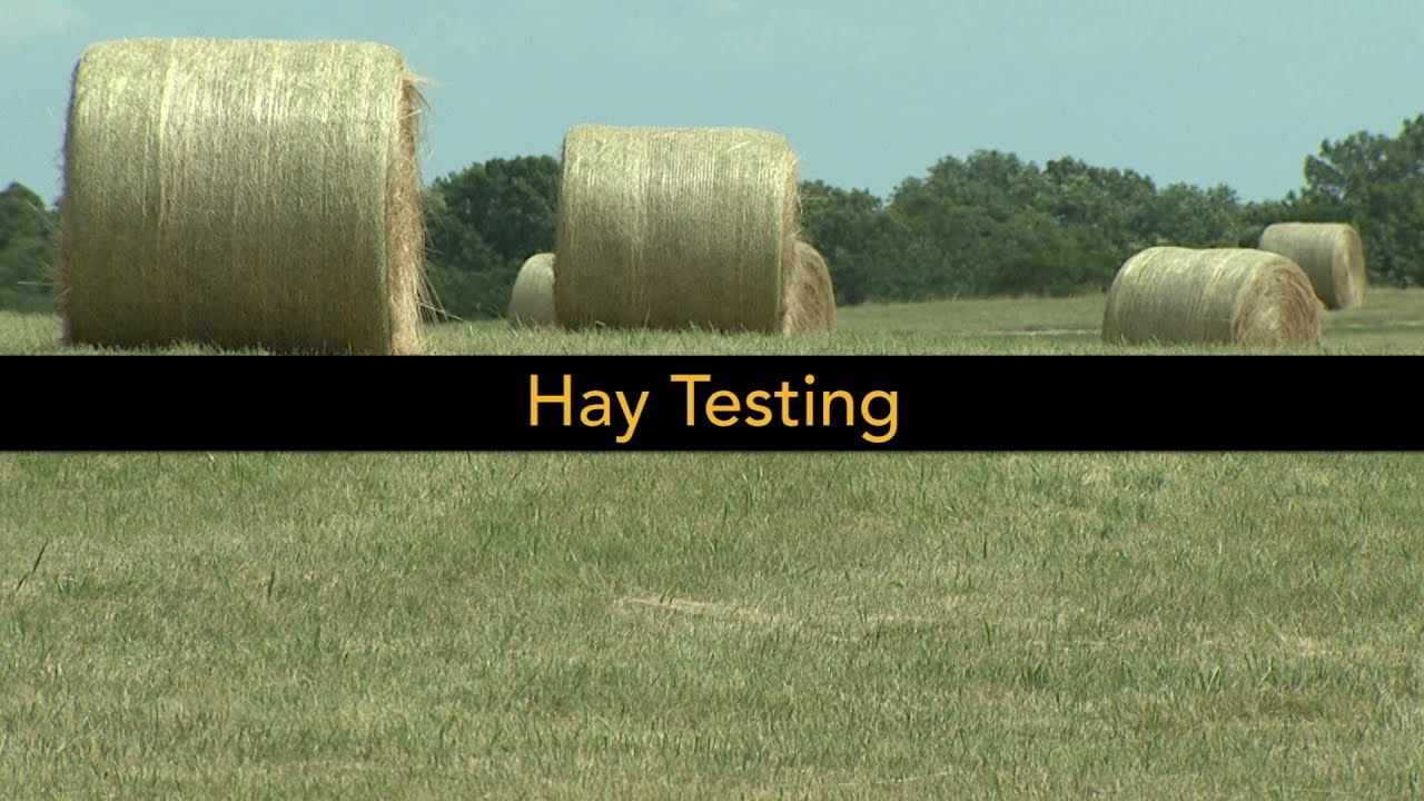 University of Missouri Extension Hay School: Hay Testing - YouTube