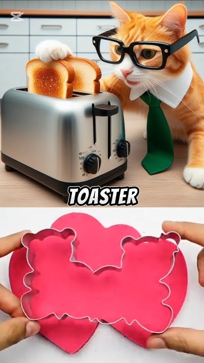 Brave Cat VS Toaster #shorts #memes 👍♥️♥️♥️ - YouTube