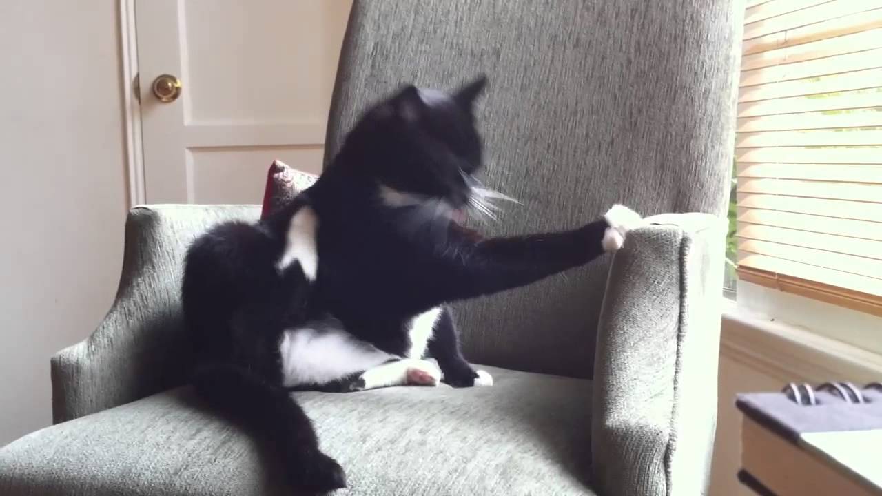 Indie the Multitasking Cat - YouTube