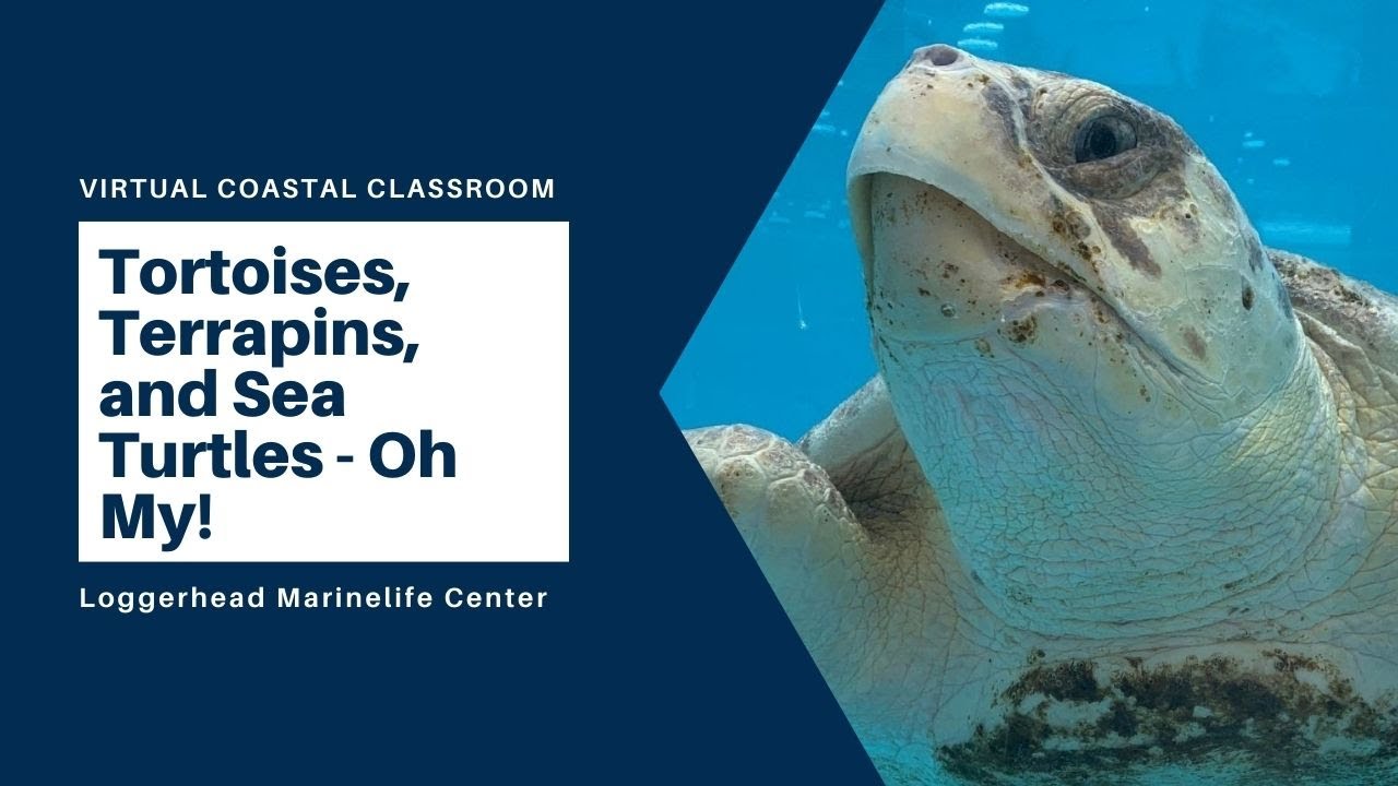 Virtual Coastal Classroom S2 E1: Tortoises, Terrapins, and Sea Turtles ...