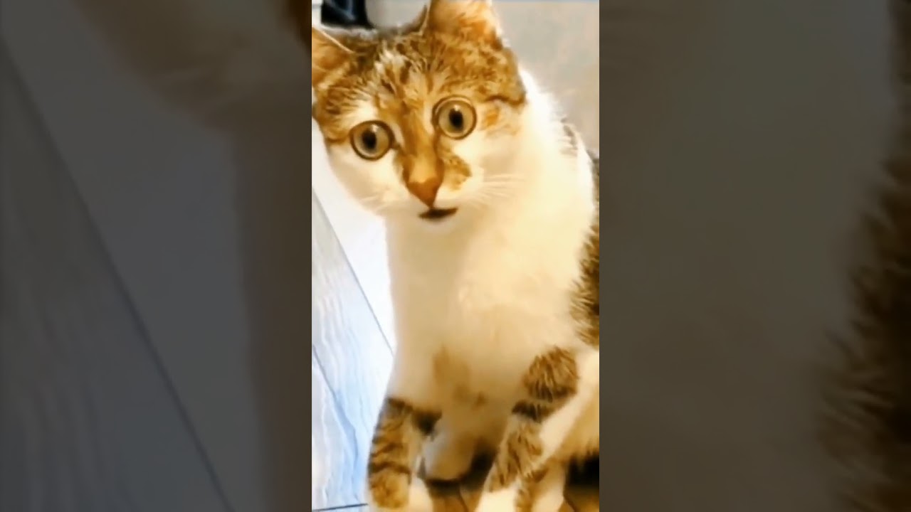 Cat said oh HELL NAW 😂😂 - YouTube