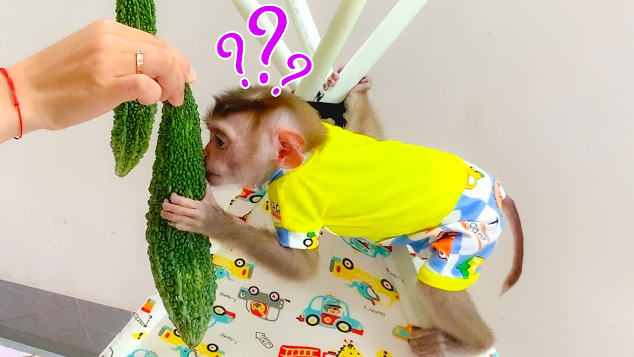 Monkey Puka's funny reaction when he saw Bitter Melon - YouTube