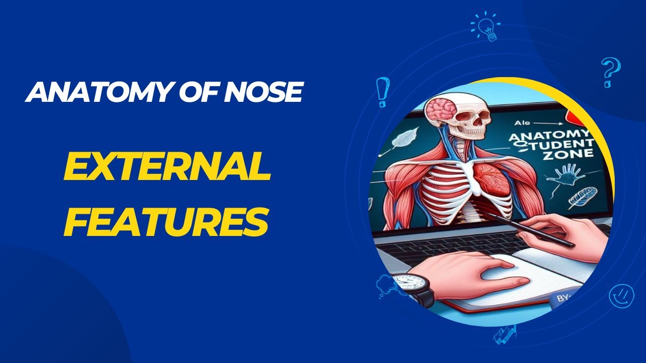 Anatomy of Nose: External Features| Anatomy Student Zone - YouTube