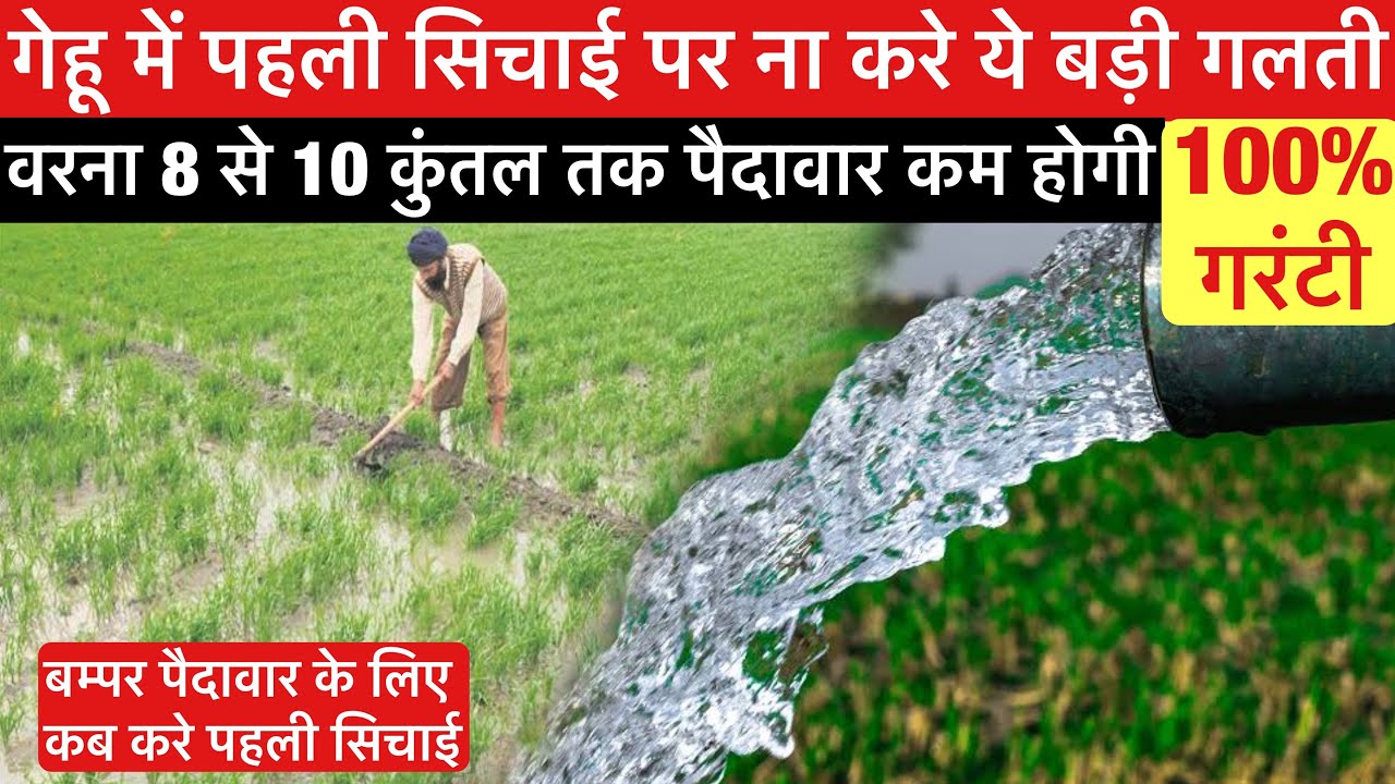 अच्छी पैदावार के लिए गेहू की पहली सिचाई कब करे | first irrigation in ...