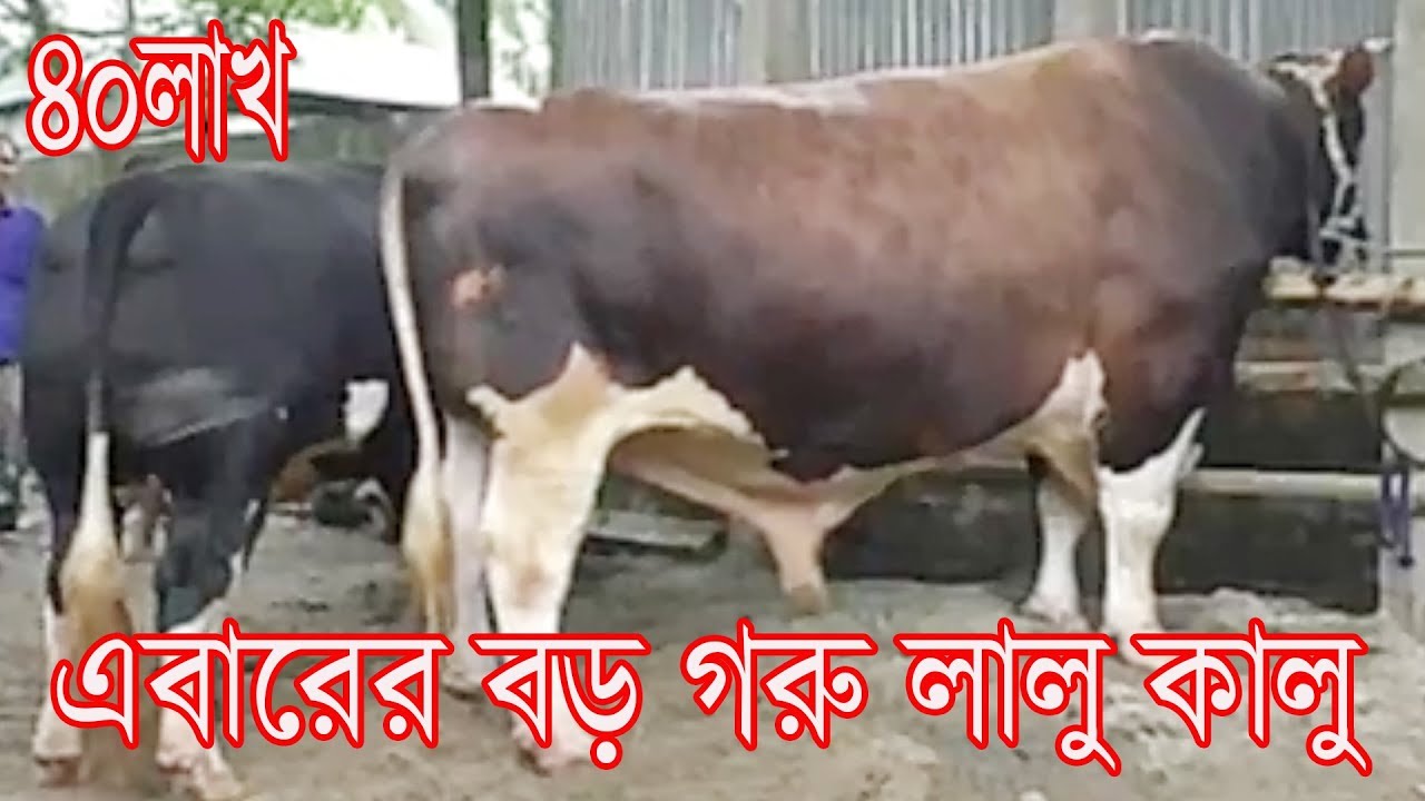 এবারের কুরবাণী ঈদের সবচেয়ে বড় গরু 'লালু-কালু' || Qurbani || Dhamrai || Savar,TECH BD NEWS ...