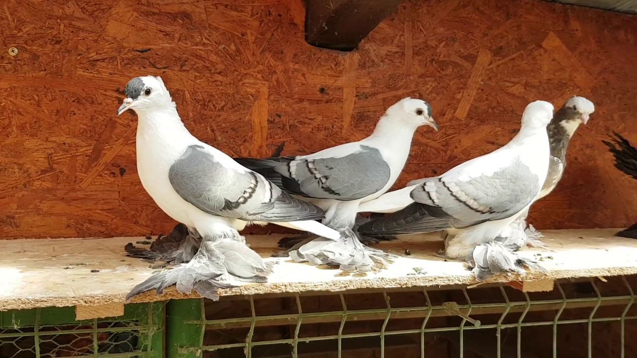 Most Beautiful Fancy Pigeons Collection | Ornament Pigeons | World ...