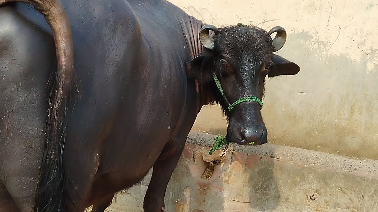 4×4 udder quality, top z black murrha 20 kg milk📲 9549400588 - YouTube