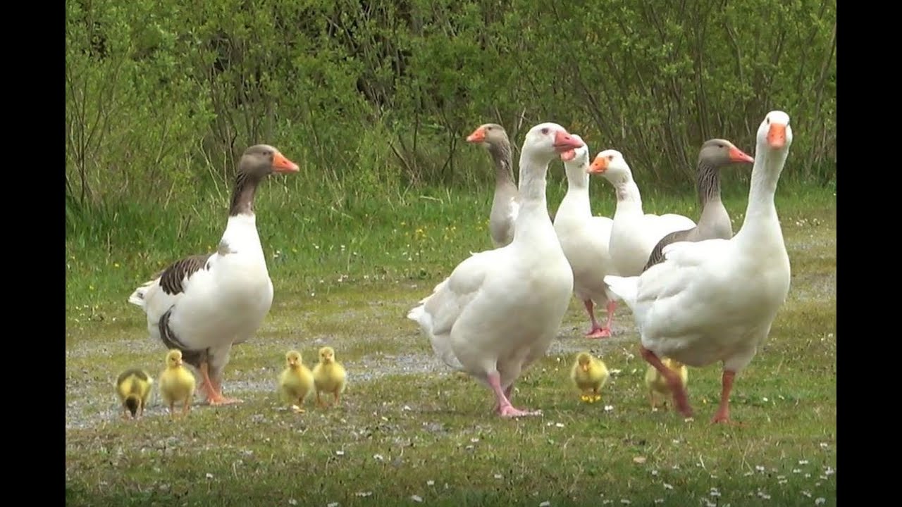 Geese walking with their Goslings - YouTube