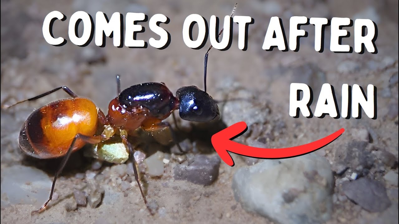 It's Monsoon Season! Bugs EVERYWHERE!! - YouTube