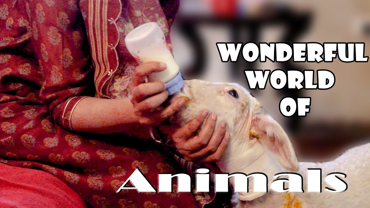 Wonderful World of Animals | Animal Lovers | Cute Animals | Dogs ...
