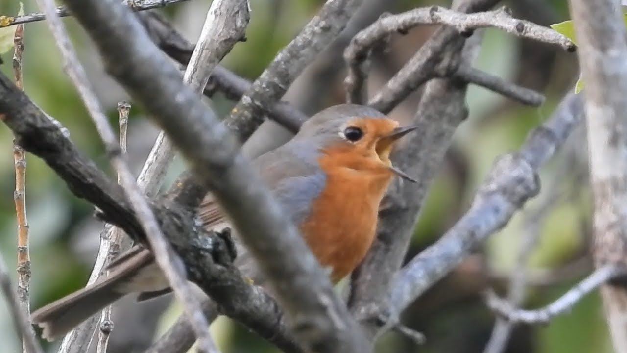 Ptice Hrvatske - Crvendać (Erithacus rubecula) (Birds of Croatia ...