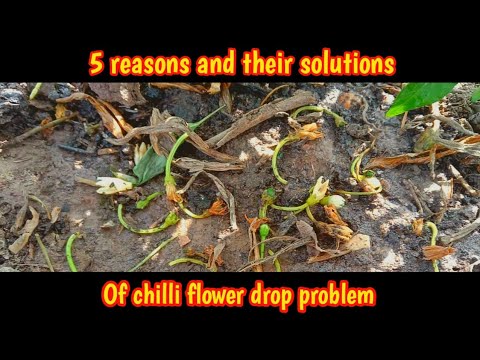 5 reasons and their solution of flower drop in chilli plant - YouTube