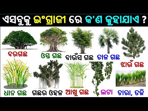 Basic English Odia words | Tree names in English | English odia ...