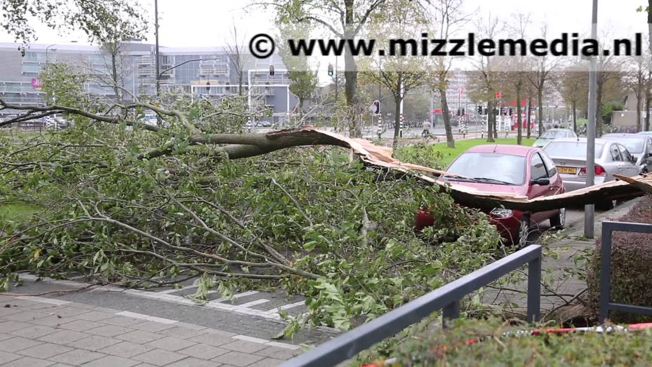 Stormschade: Boom valt op geparkeerde auto Schipholpoort Haarlem ...