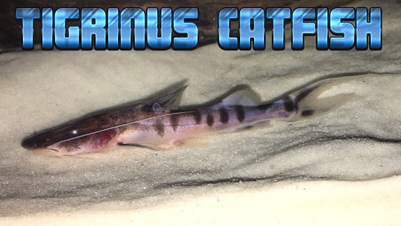 Aquabid Tigrinus Catfish Unboxing - YouTube