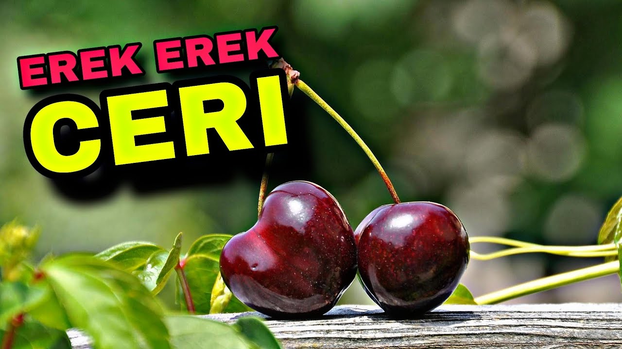 EREK EREK CERI 2D 3D 4D & ARTI MIMPI BUAH CERI - YouTube
