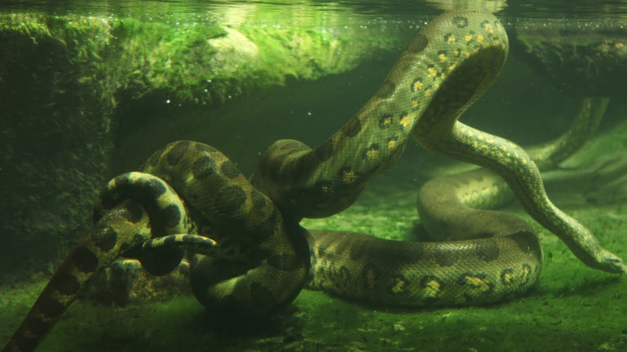 15 Unheimliche Tiere, die im Amazonas entdeckt wurden! - YouTube