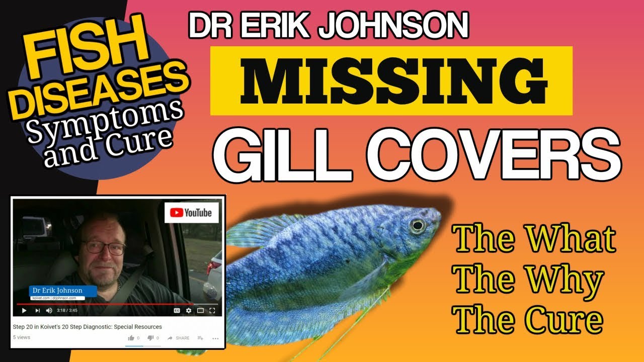 Curled and Missing Gill Covers in Baby Young Growing Fish - YouTube