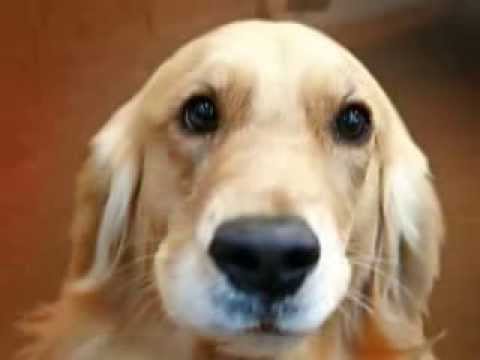köpek şarkıdan ağlıyo