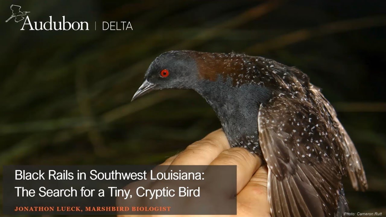 Black Rails in Southwest Louisiana - The Search for a Tiny, Cryptic Bird - YouTube