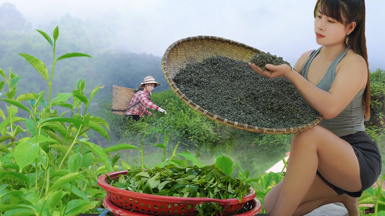 Harvesting Tea And The Secret To Roasting Fresh Tea To Perfection - YouTube