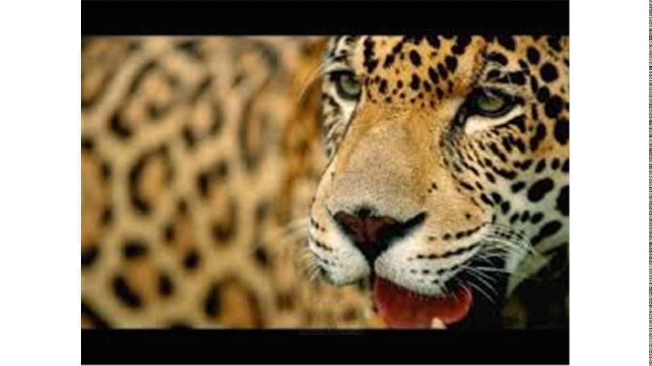 jaguar documentary - YouTube
