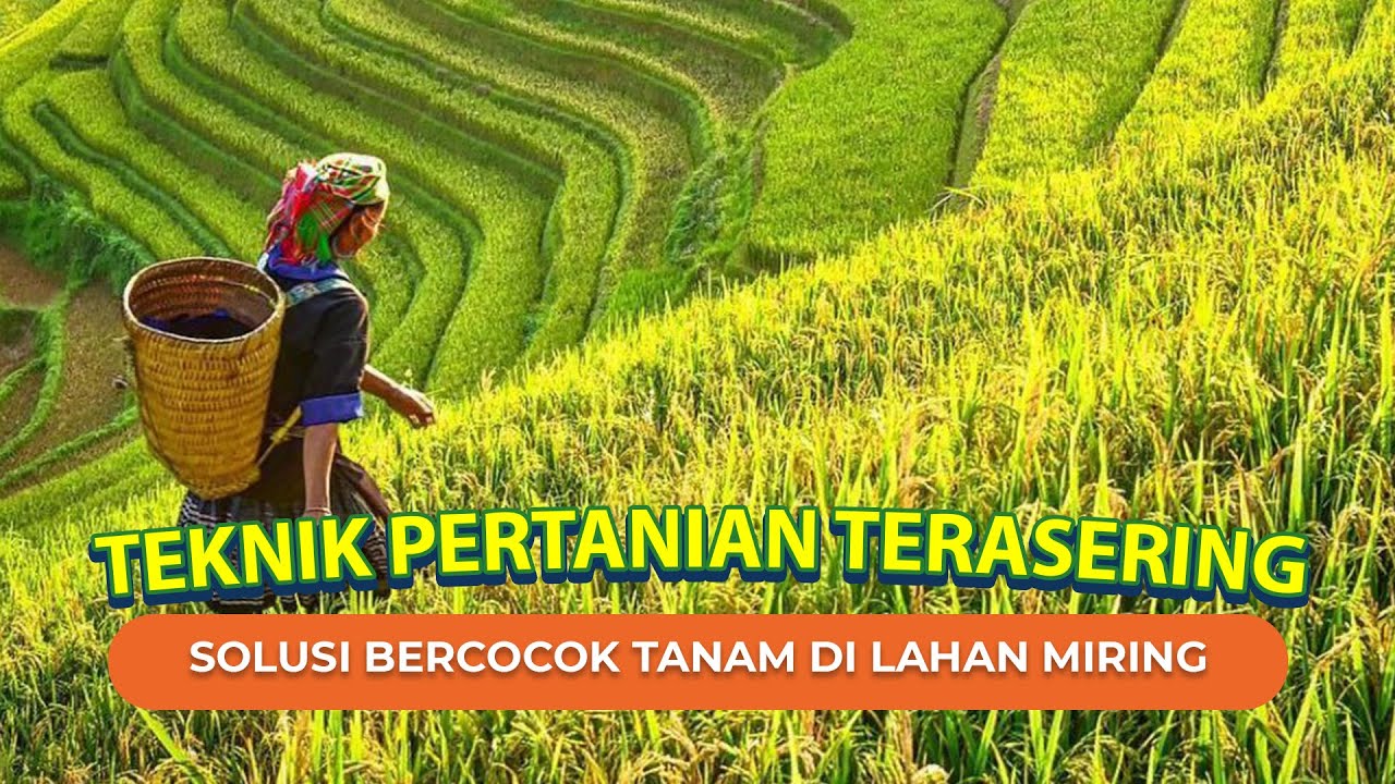 Mengenal Terasering, Teknik Bercocok Tanam di Lahan Miring dan Cegah ...