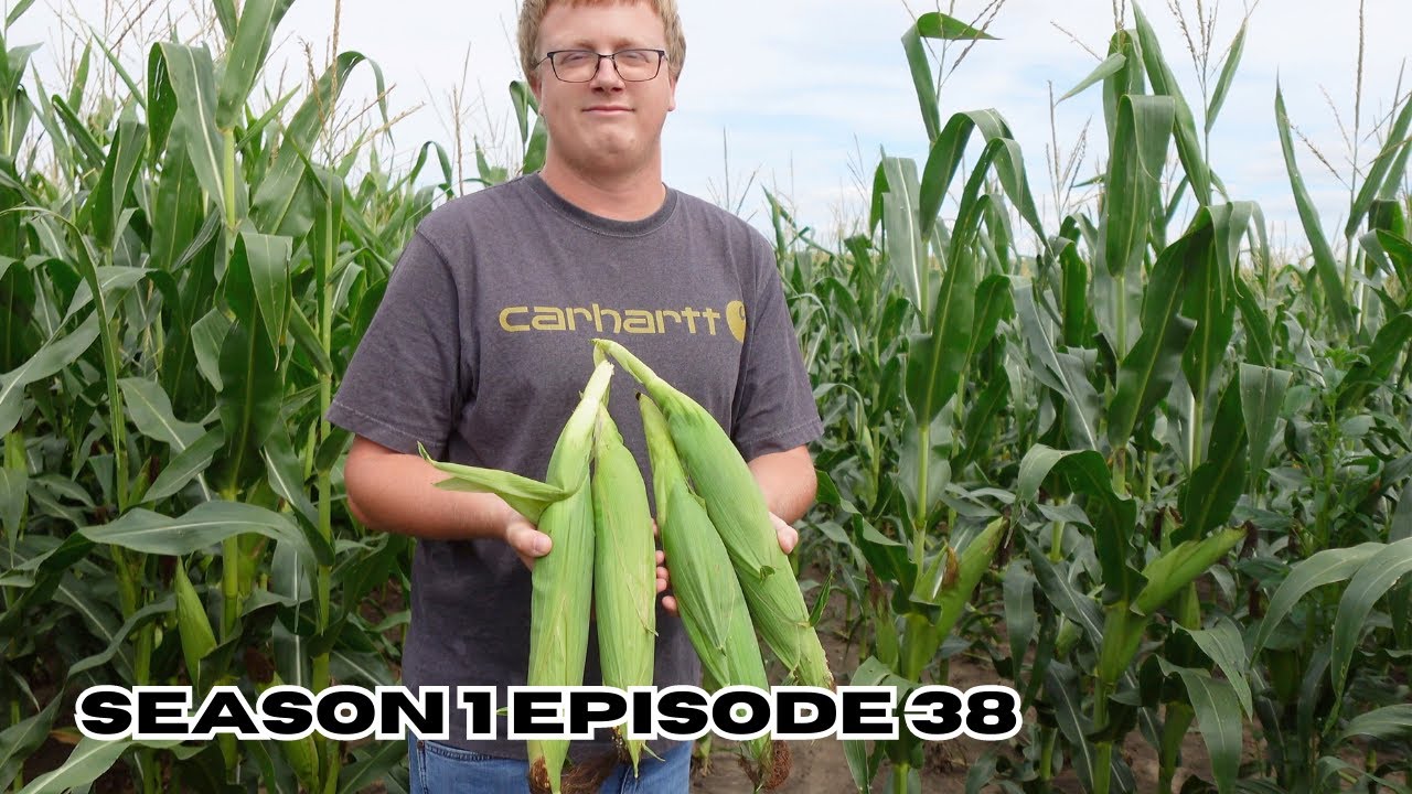 Field of Dreams- High Yield Corn!?!? - YouTube