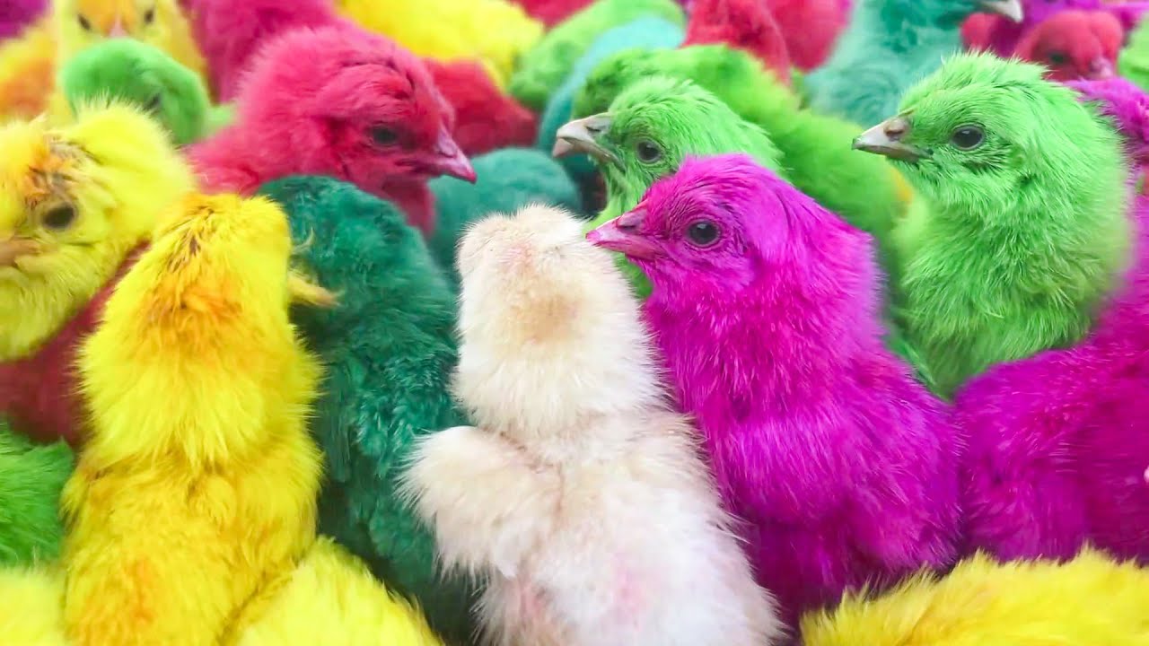 Catch millions of cute chickens, colorful chickens, mammoth elephant ...