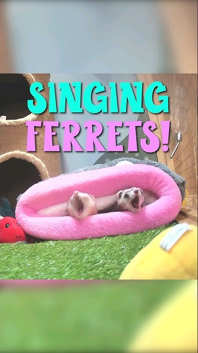 Did You Know Ferrets Can Sing? Adorable Skit Just For Fun 😂😂😂 #ferrets ...