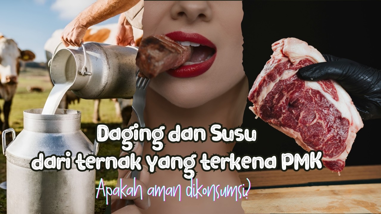 Mengkonsumsi daging dan susu dari hewan yang terinfeksi PMK apakah aman ...
