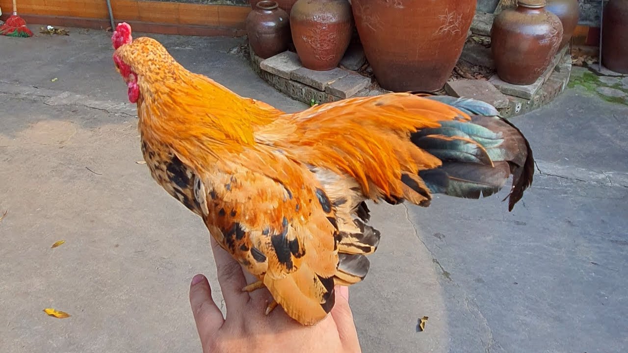 Gà Tre Bắc | Gà Tre Bắc Tít | Vàng Tít siêu mini | Long Thái Bình ...