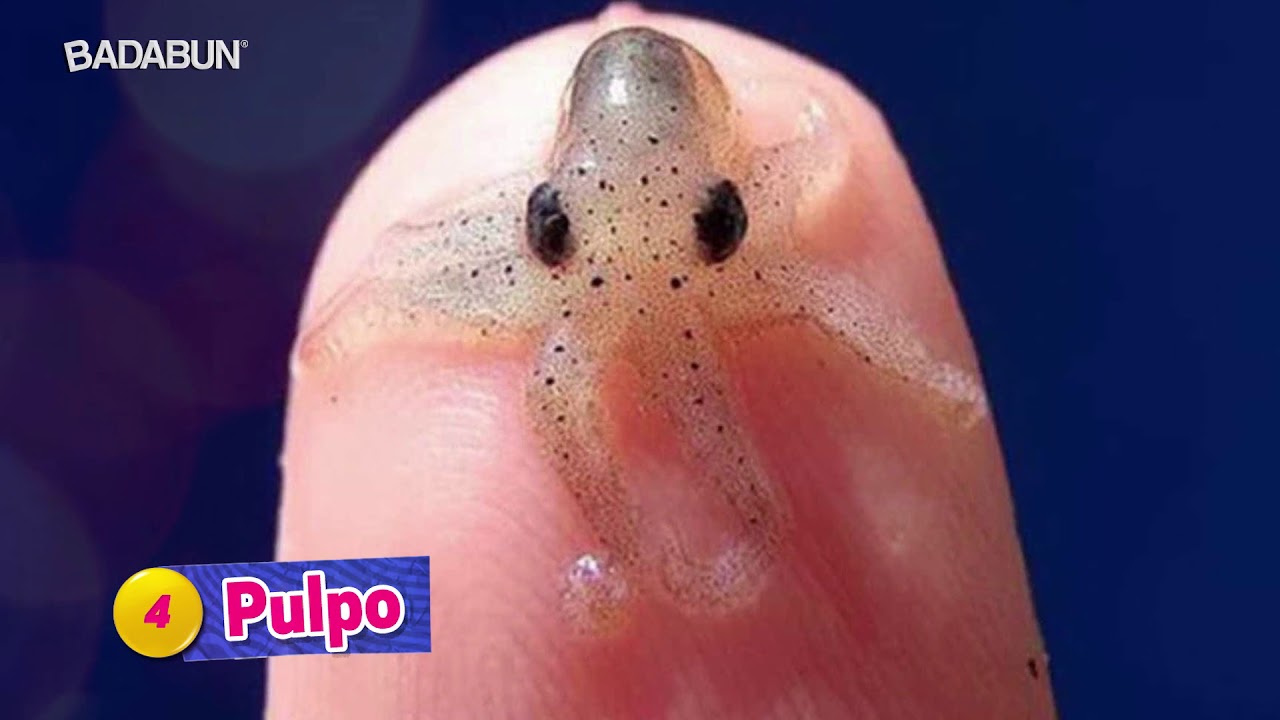 Así se miran los animales recién nacidos - YouTube