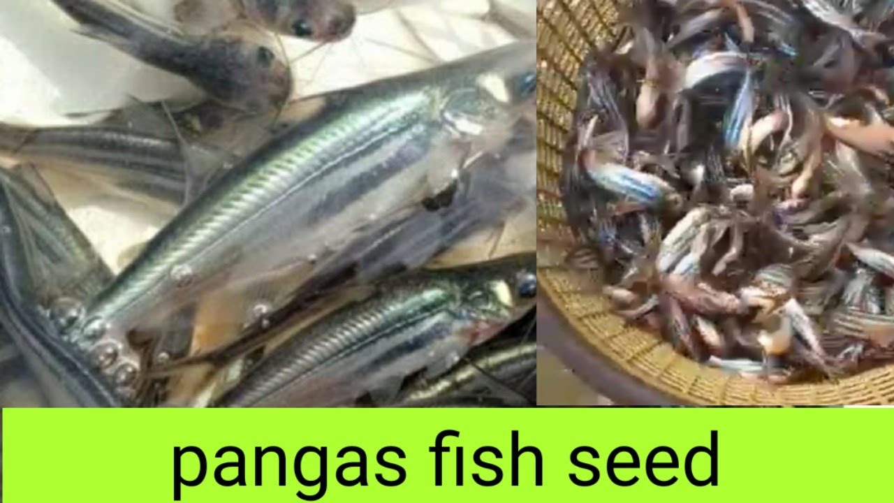 pangas fish seed @fishfarmingIndia1 - YouTube