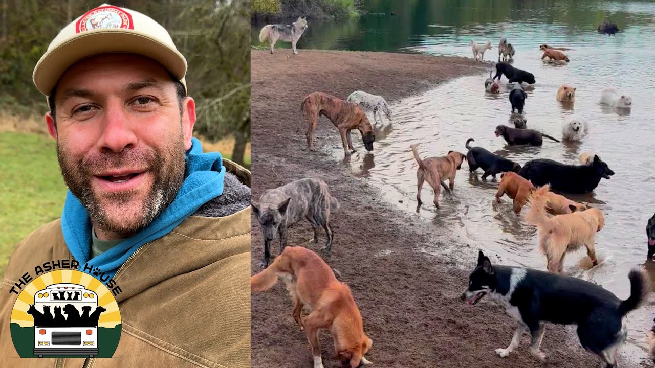 With over 200 dogs at the sanctuary what do we do with all the poop ...