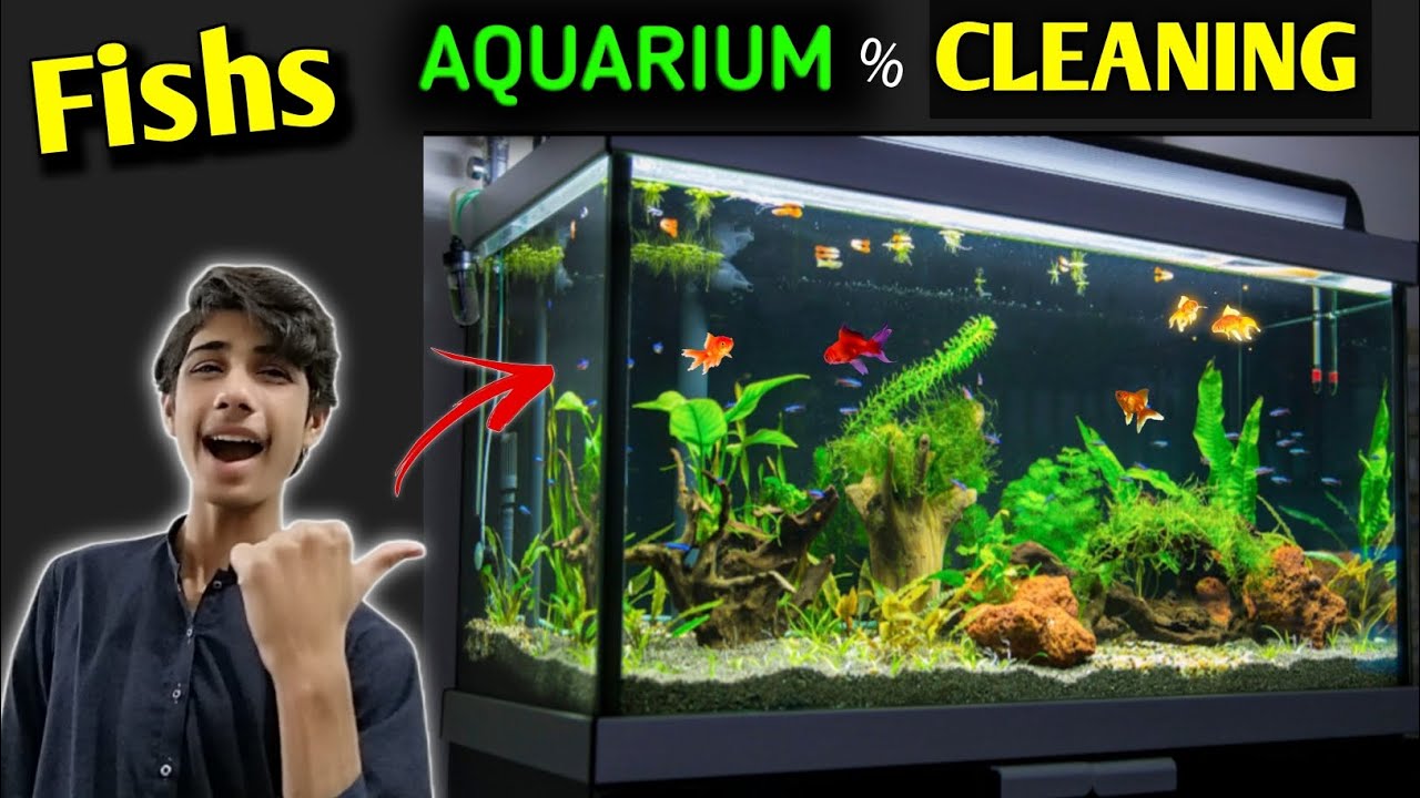 How to Clean Your Fish Tank | Fishs AQUARIUM % CLEANING 🐟 - YouTube