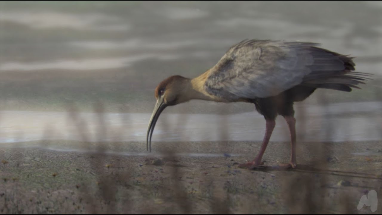 Bandurria CGI - YouTube