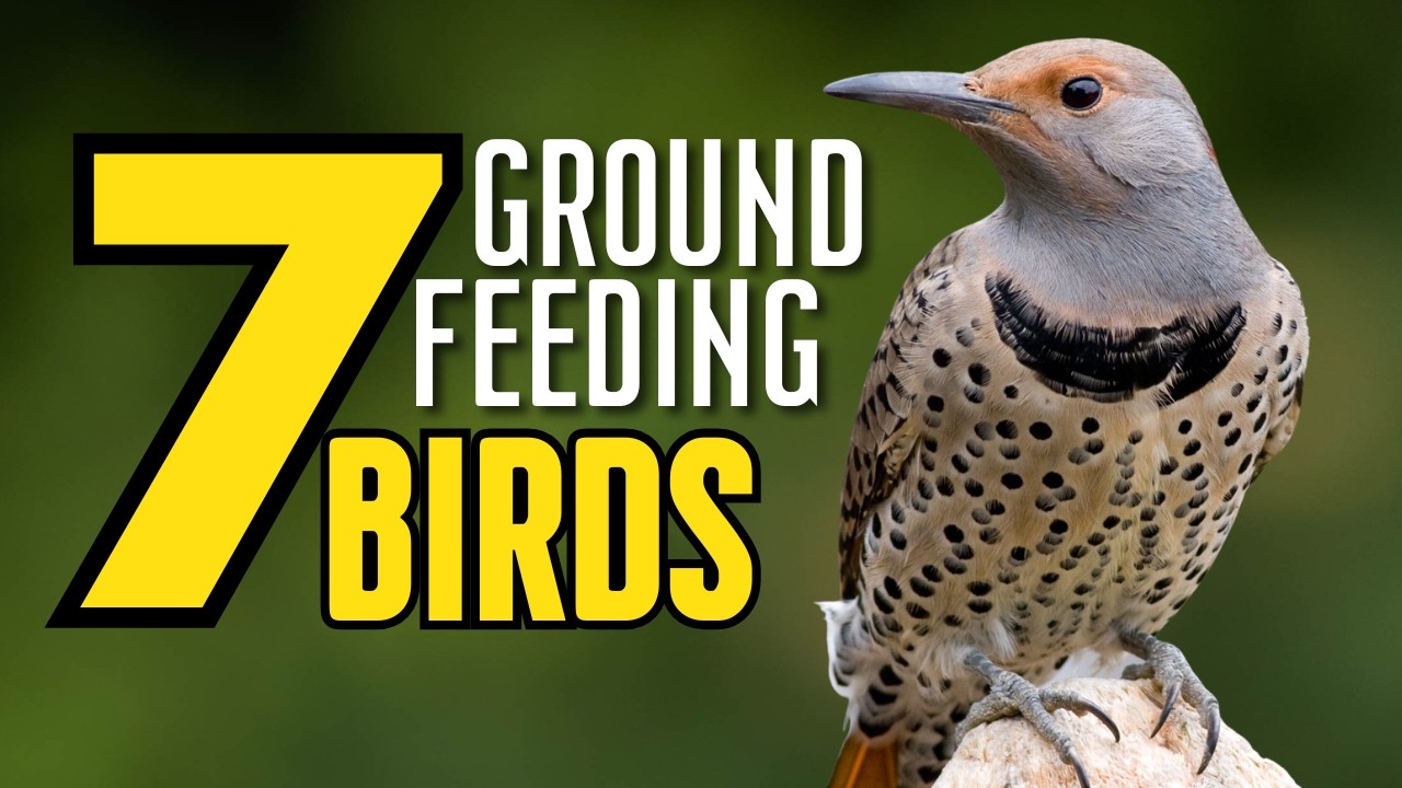 7 Common Ground-Feeding Birds in North America - YouTube