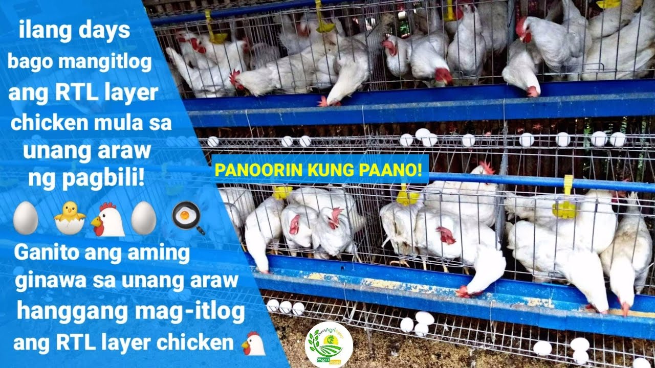 Mga dapat Gawin na preparation hanggang mag-itlog ang RTL layer chicken ...