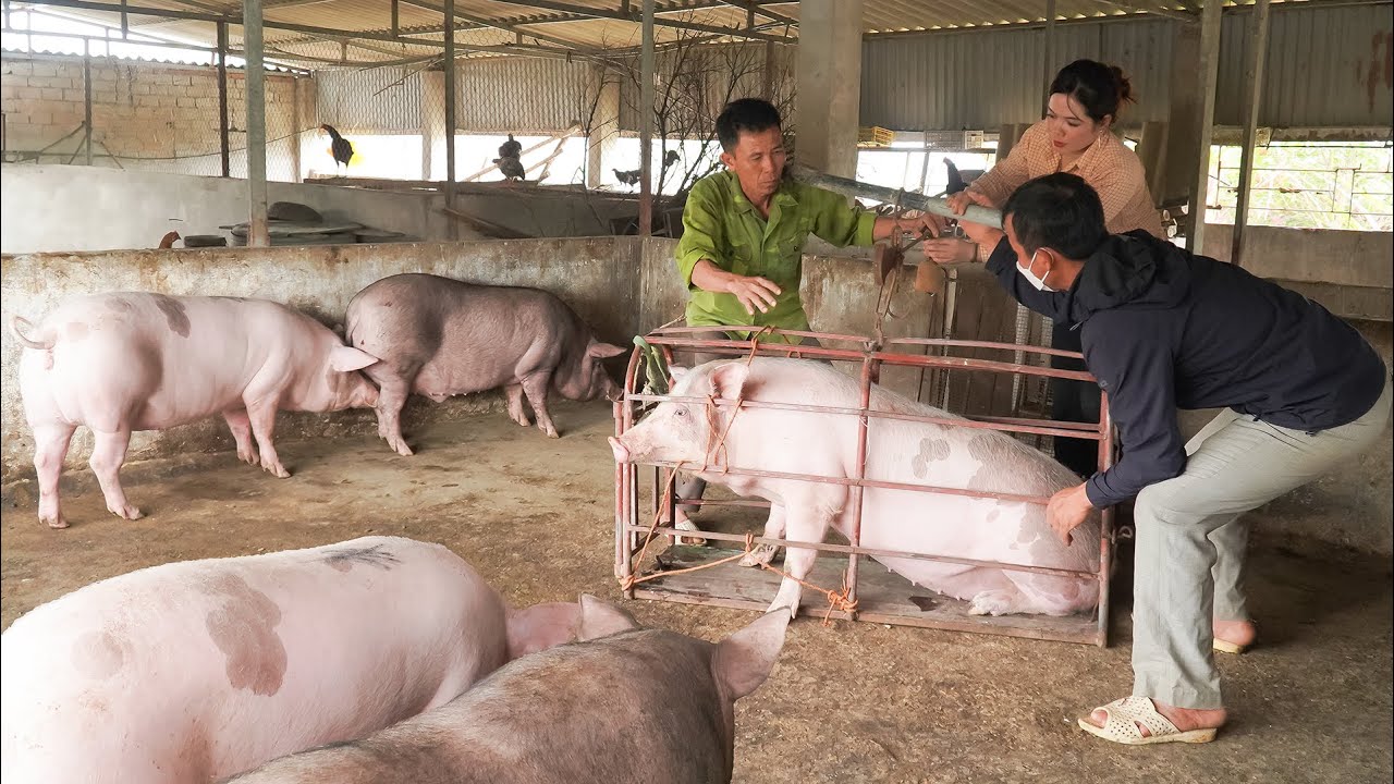 🐷 Selling Pigs at a High Price – The Best Time to Maximize Profits ...