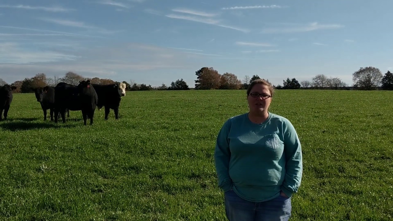 Custom beeves available! Act fast! - YouTube